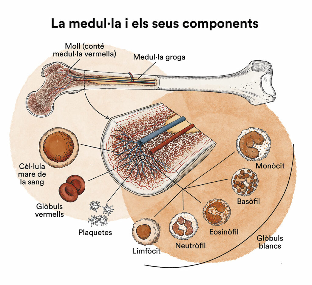 ¡Leucèmia, medul·la òssia i cèl·lules sanguínies - Fundació Carreras