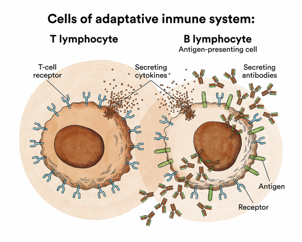 B-cell Childhood acute lymphoblastic leukaemia